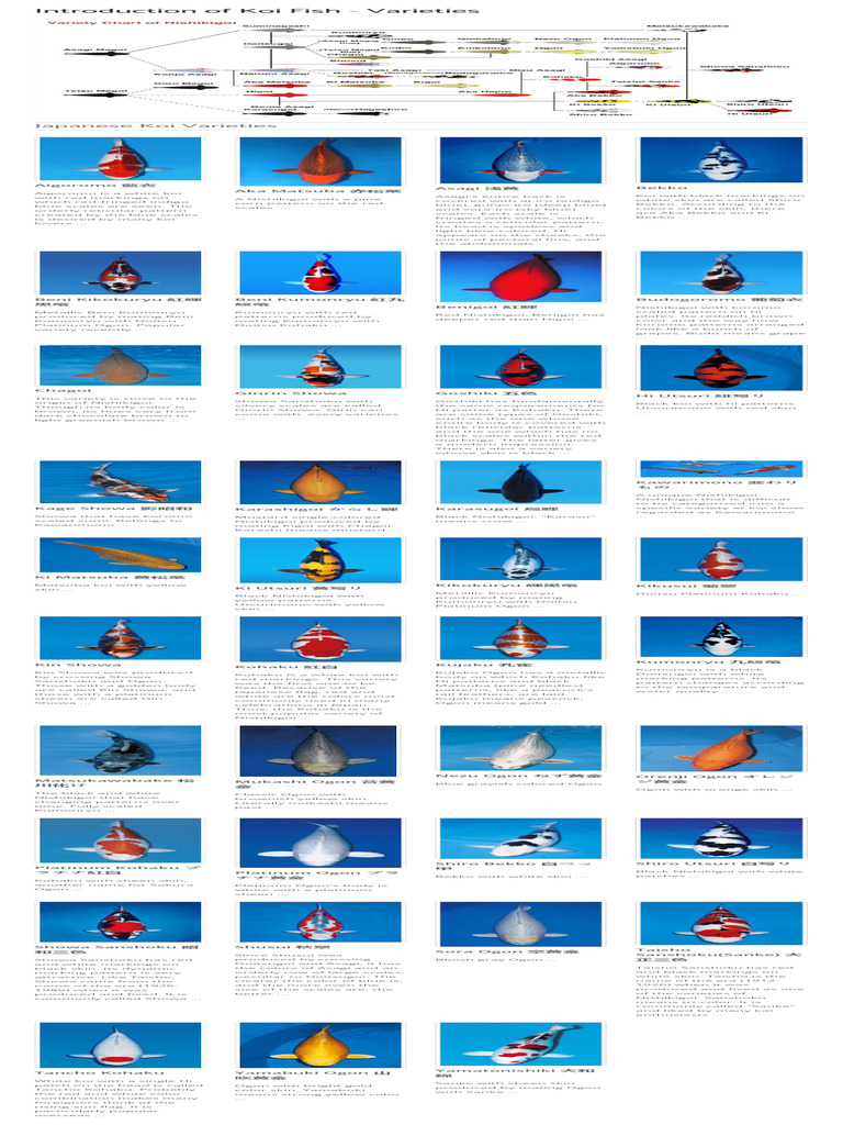 Koi Varieties | PDF