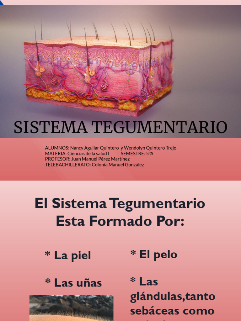Sistema Tegumentario | PDF