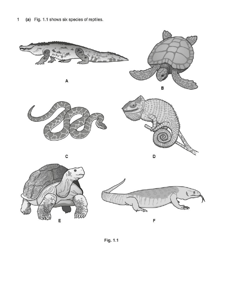 Dichotomous Key (Biology) | PDF