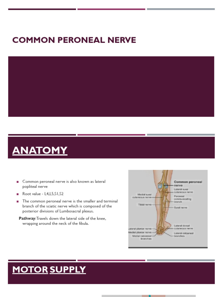 Common Peroneal | PDF