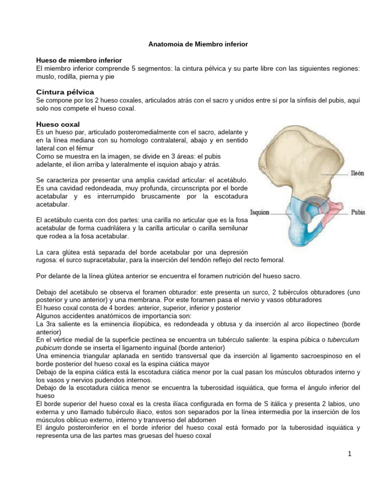 Resumen de Miembro Inferior | PDF | Pelvis | Articulación