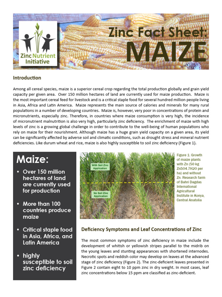 PDF - Maize Fact Sheet August 2013 | PDF | Fertilizer | Zinc