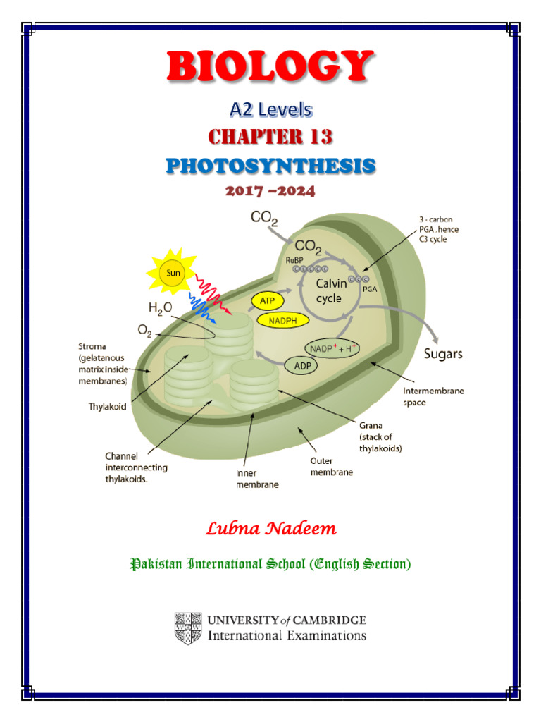 Chapter 13 PHOTOSYNTHESIS a Levels (Abridged) | PDF