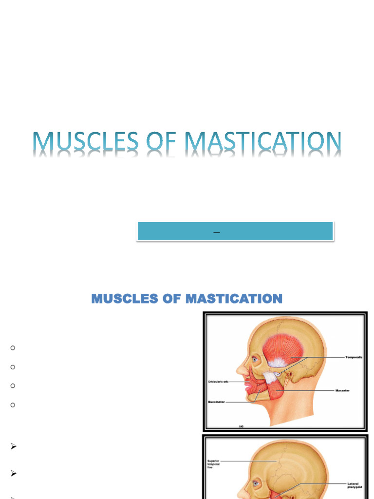 Muscles of Mastication | PDF