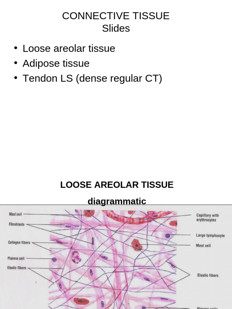 Connective Tissue | PDF