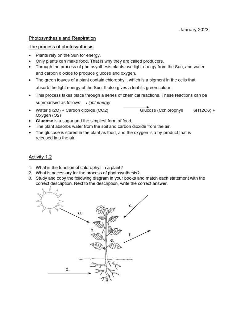 Photosynthesis lesson 2 | PDF