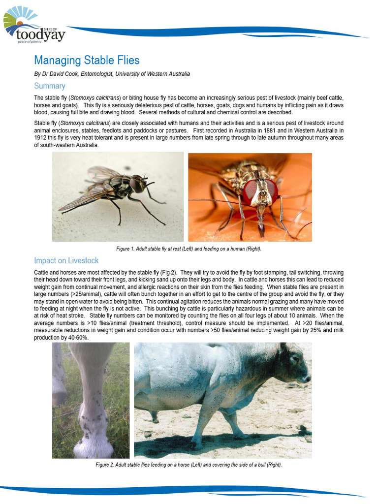 Stable Flies Fact Sheet | PDF | Fly | Cattle
