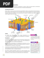 Prospecto-INMUFLU TBS - JAB | PDF | Sistema inmune | Linfocitos