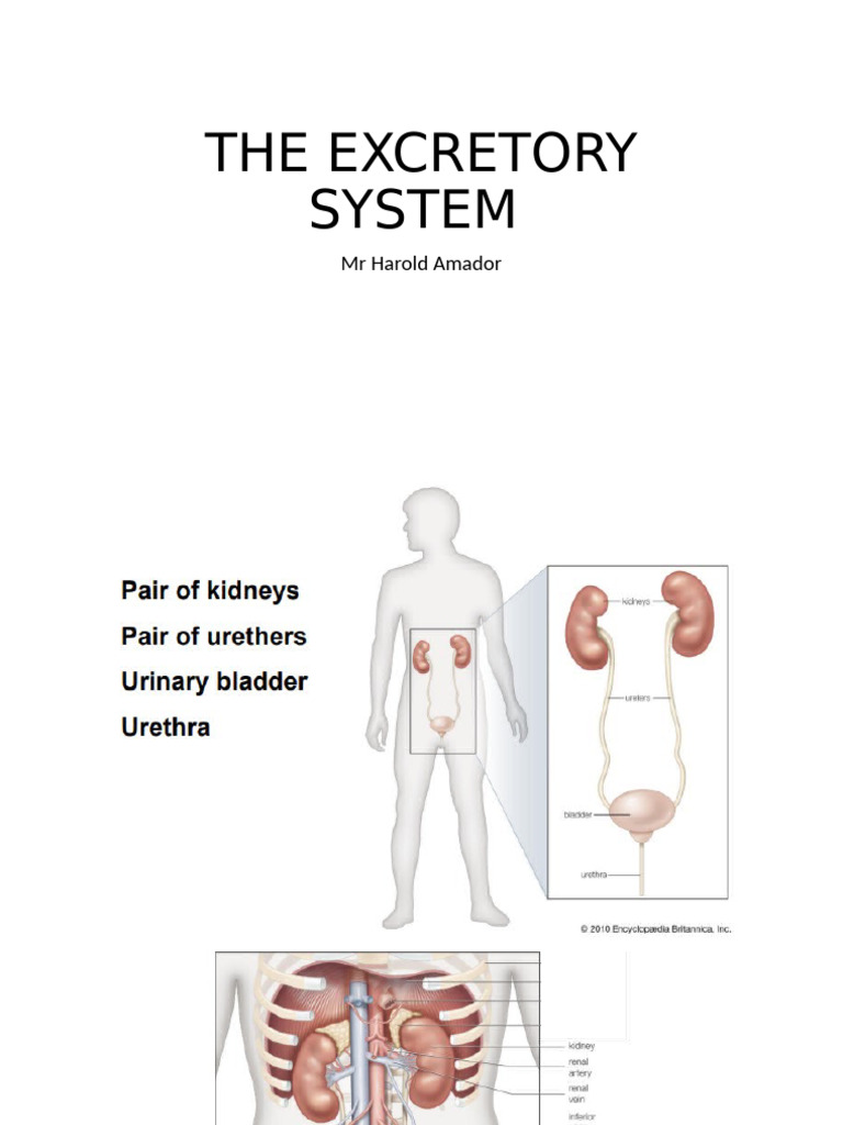 The Excretory System | PDF