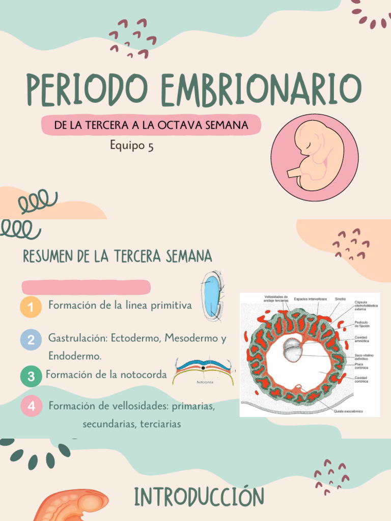 De La Tercera A La Octava Semana Embrio Presentacion | PDF