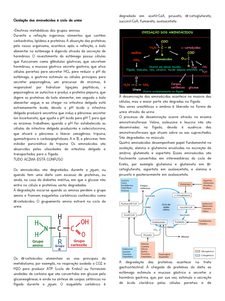Oxidação Aas e Ciclo Da Ureia | PDF