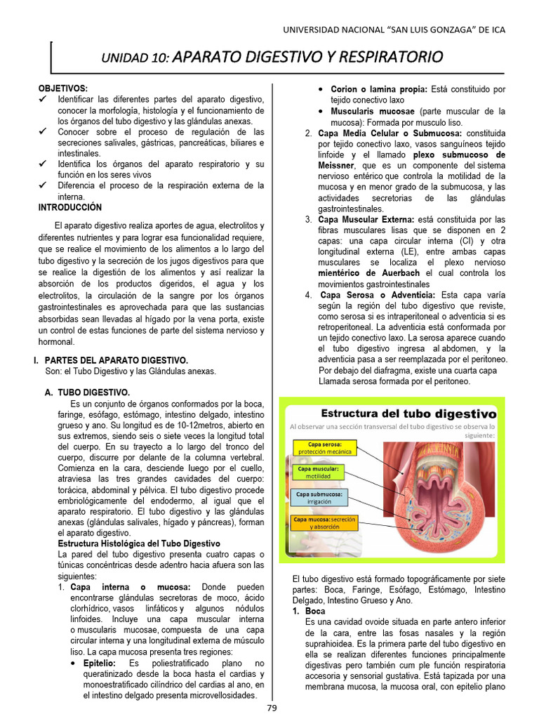 Anatomia 10 1 Pdf
