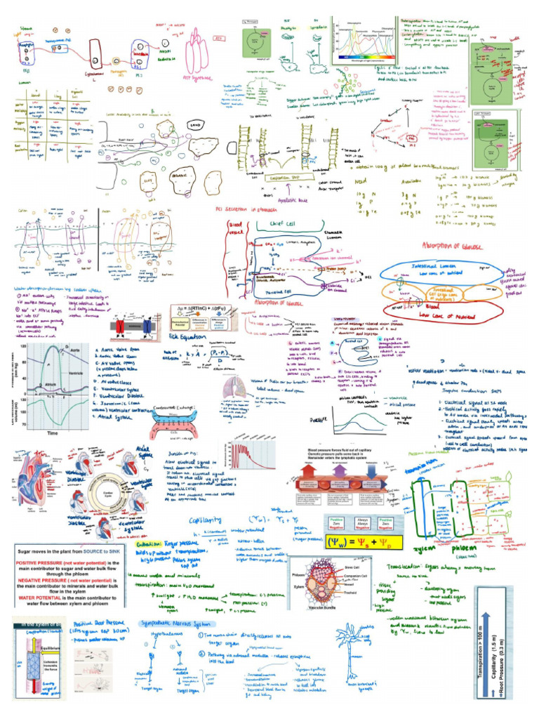 BIOL 260 Final Cheat Sheet 1 | PDF