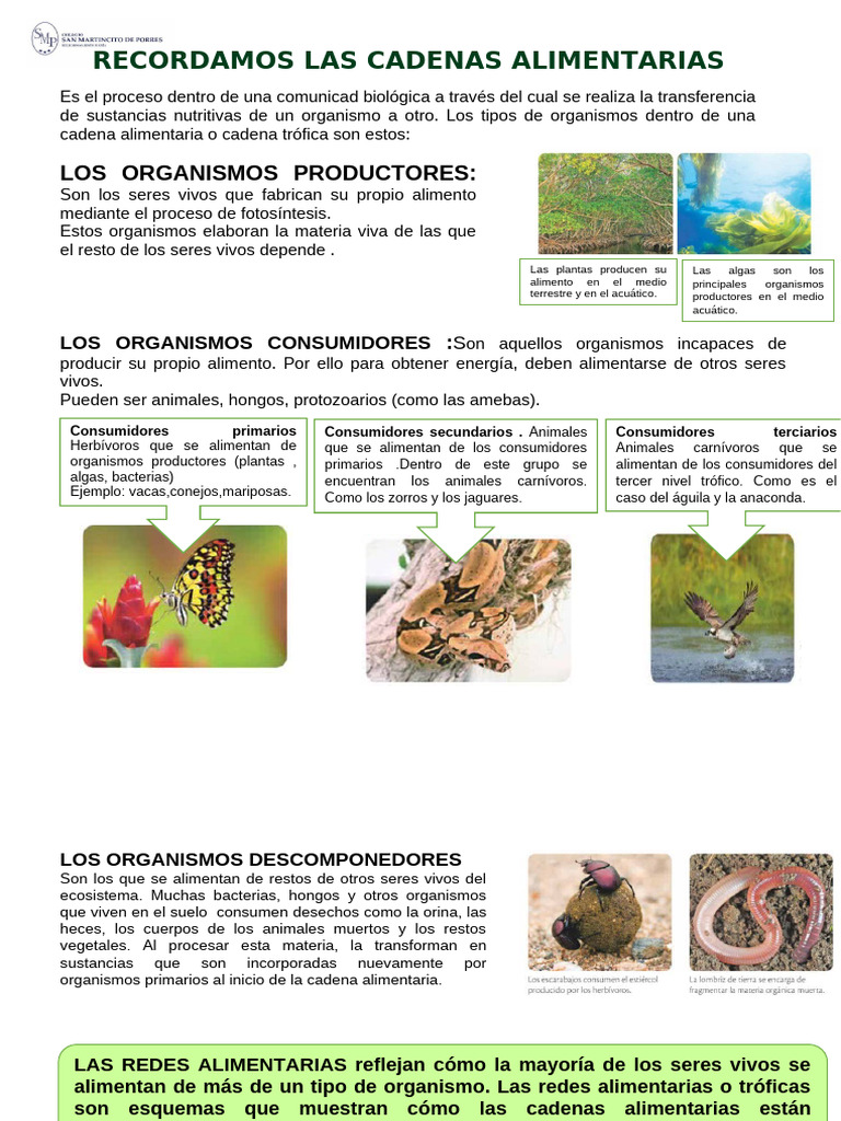 Redes ALIMENTARIAS | PDF