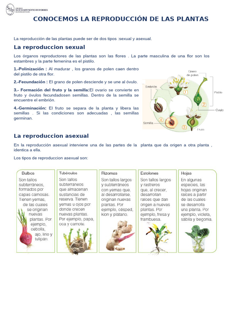 Tipos de Reproducción de las Plantas | PDF