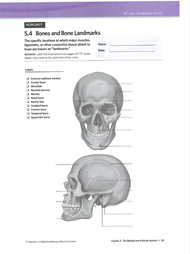 Bones and Bone Landmarks | PDF