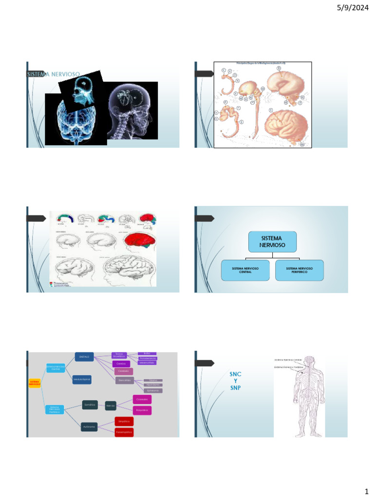 SISTEMA NERVIOSO 2024-P-Ginas-Comprimido | PDF