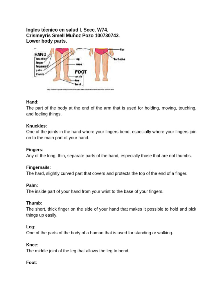 Lower Body Parts | PDF