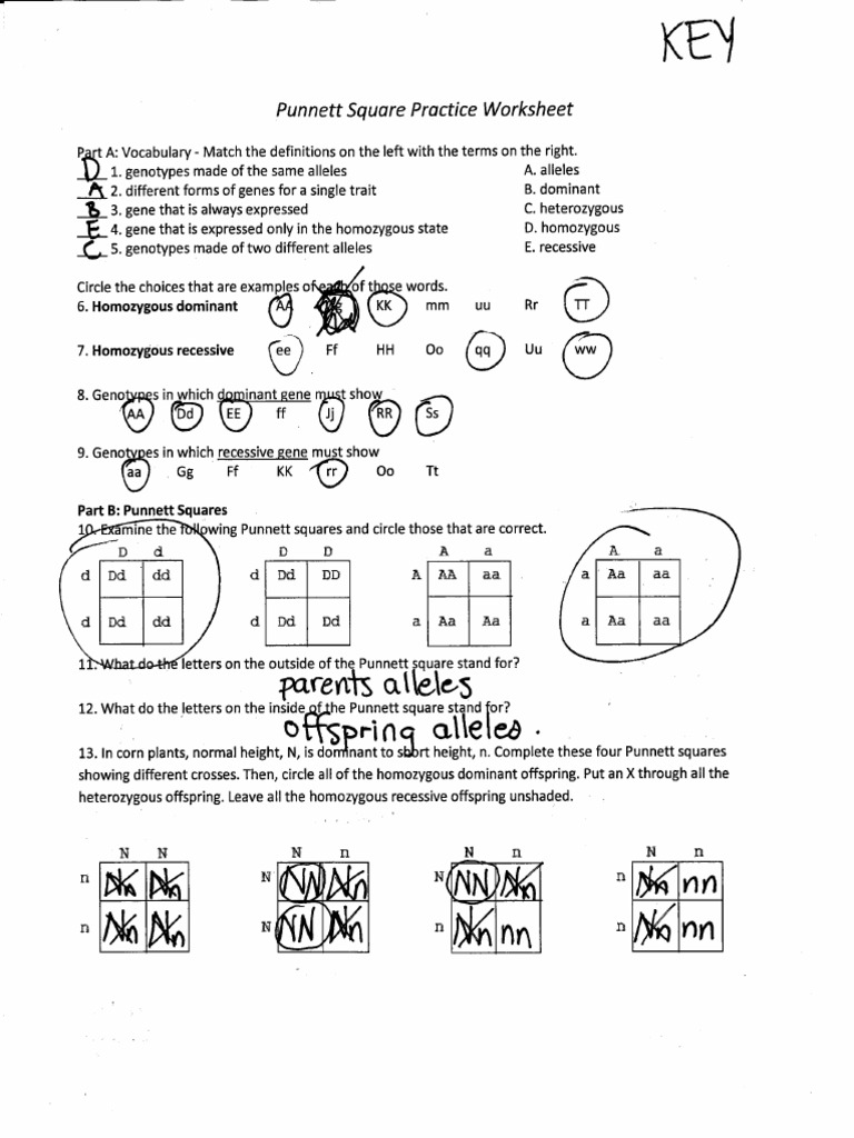 Worksheet - Punnet Square Practice - Answers | PDF