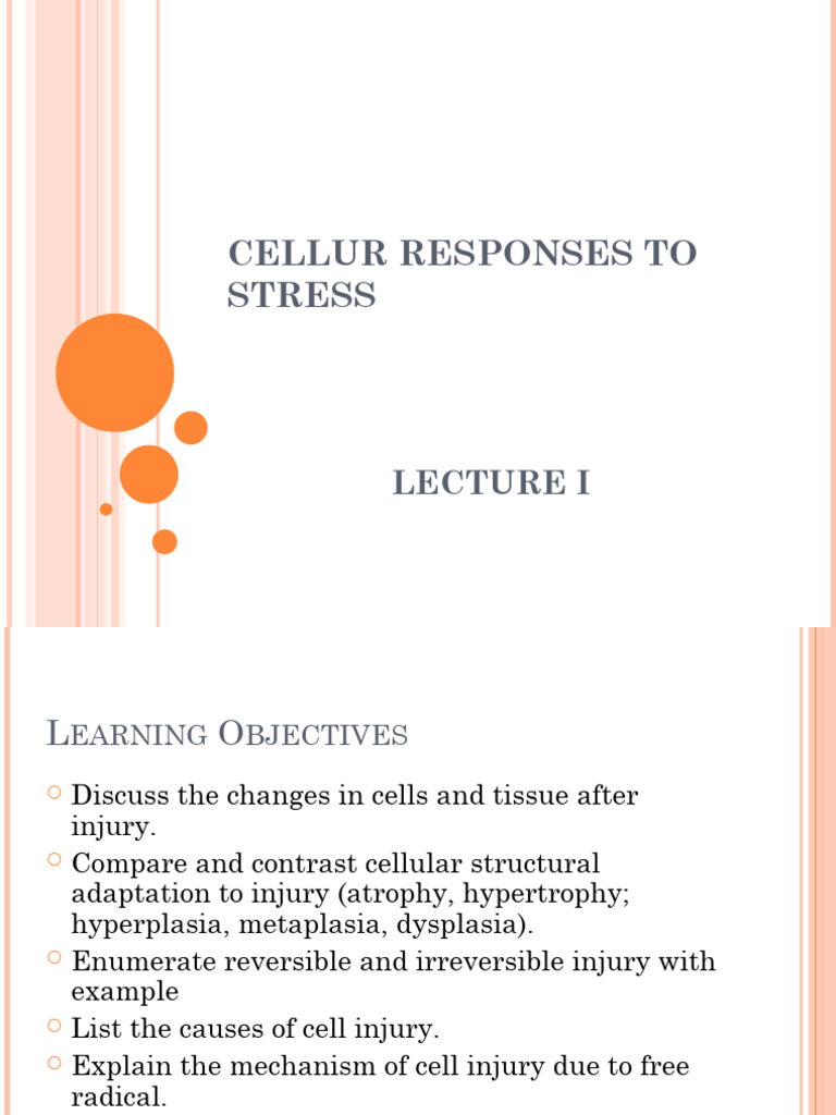 Cellur Responses To Stress | PDF | Epithelium | Medical Specialties