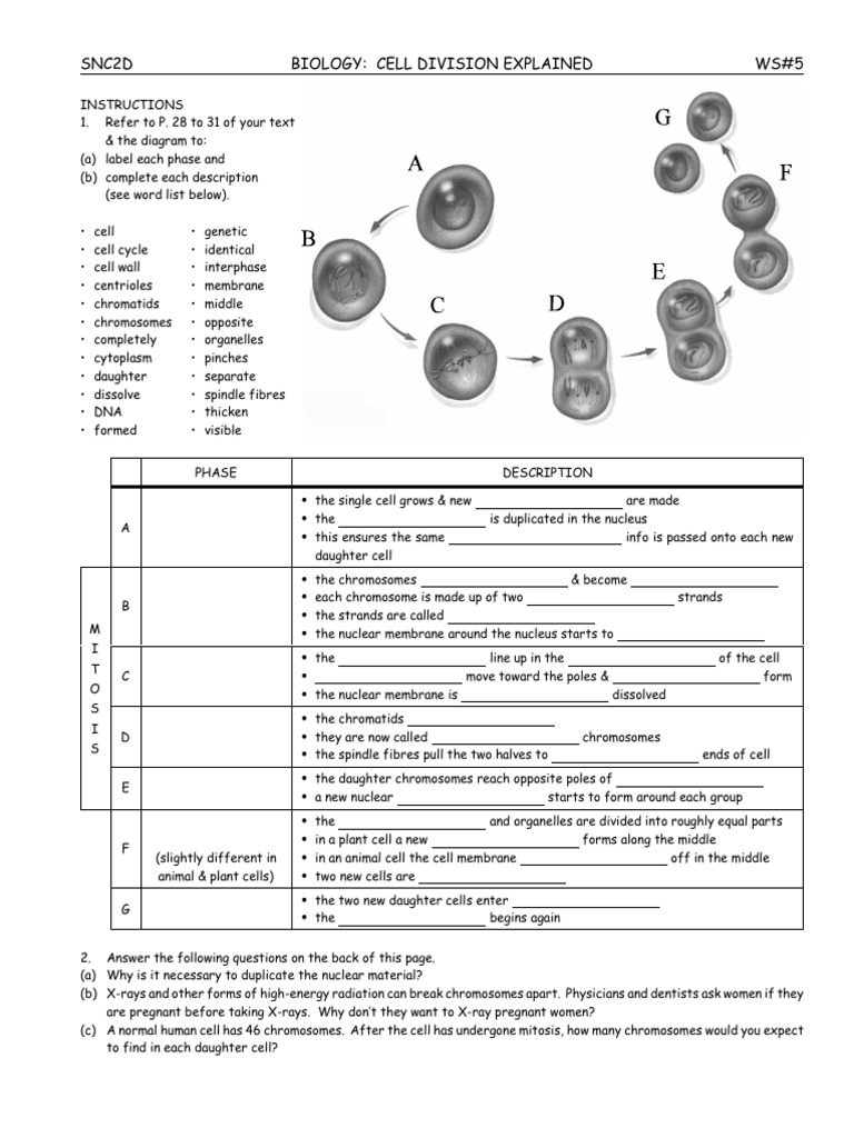 2DBIOL - WS 5 (Cell Division Explained) | PDF