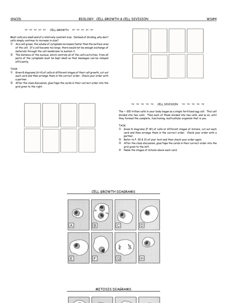 2DBIOL - WS 4 (Cell Growth & Division) | PDF