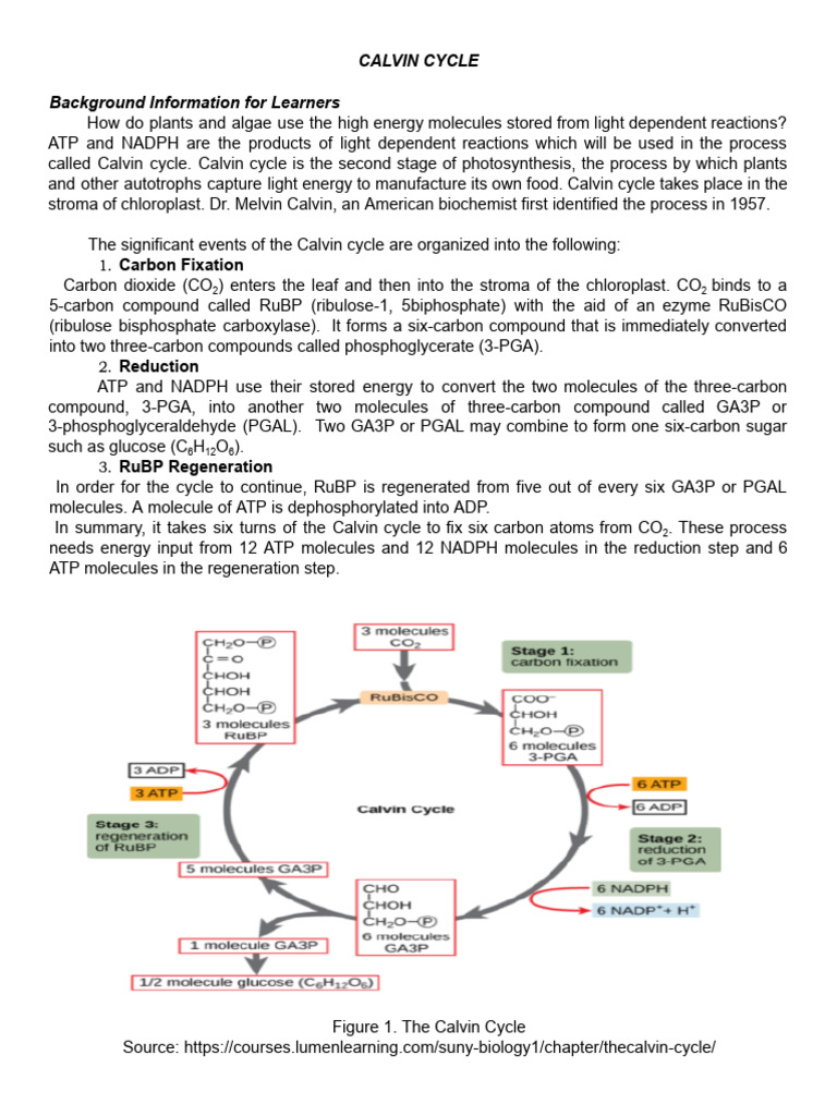 Calvin Cycle-Activity | PDF