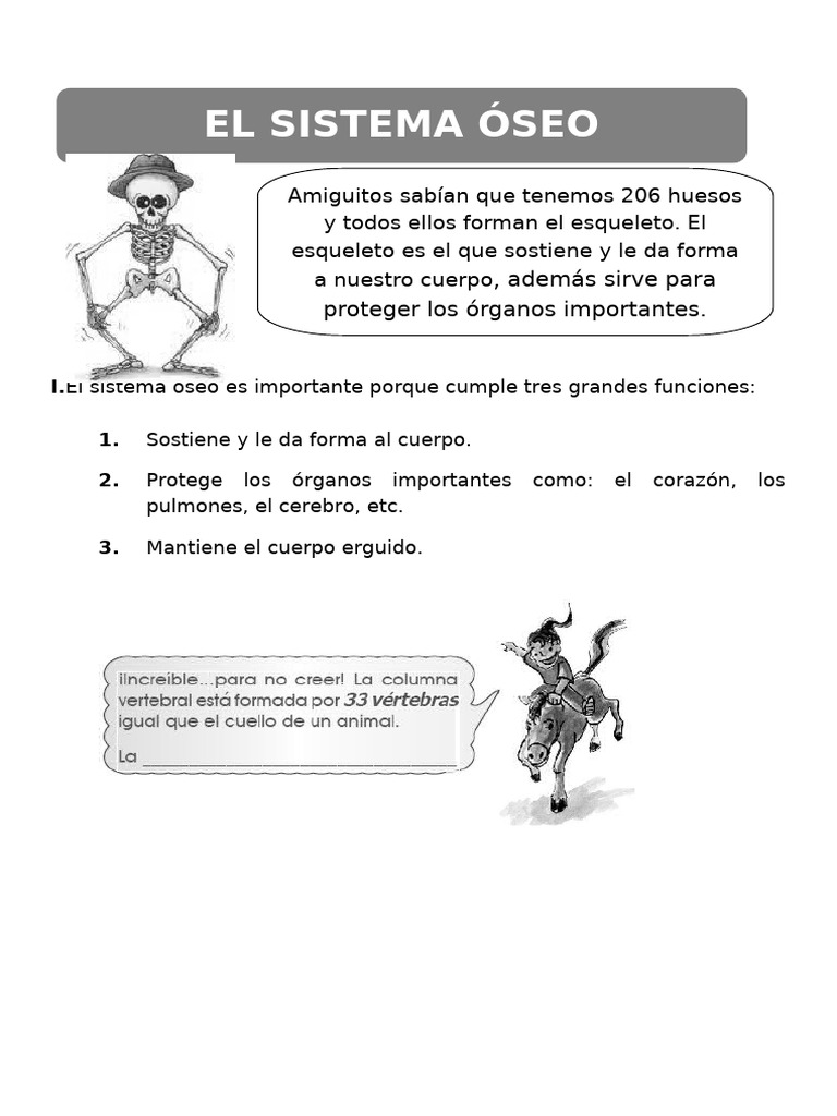 El Sistema óseo Para Tercer Grado De Primaria Pdf