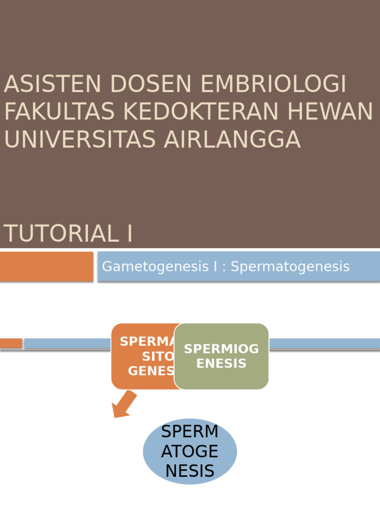 TUTORIAL 1 - Spermatogenesis | PDF