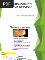 Desarrollo Embrionario III Neurulación | PDF | Anatomía | Biología del ...