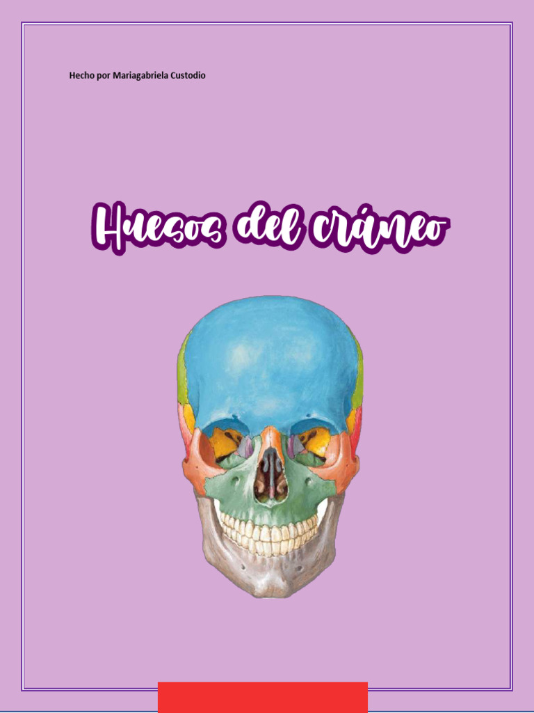 Huesos Del Craneopdf 651739 Downloadable 6427414 | PDF