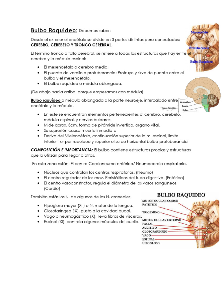 NEURO y Micro | PDF | Cerebro | Neuroanatomía