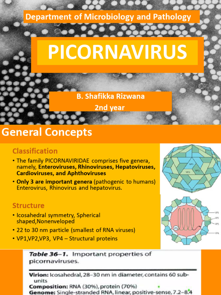 Picornaviruses | PDF