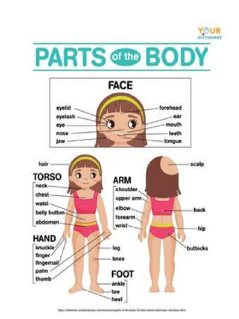 Parts of The Body | PDF