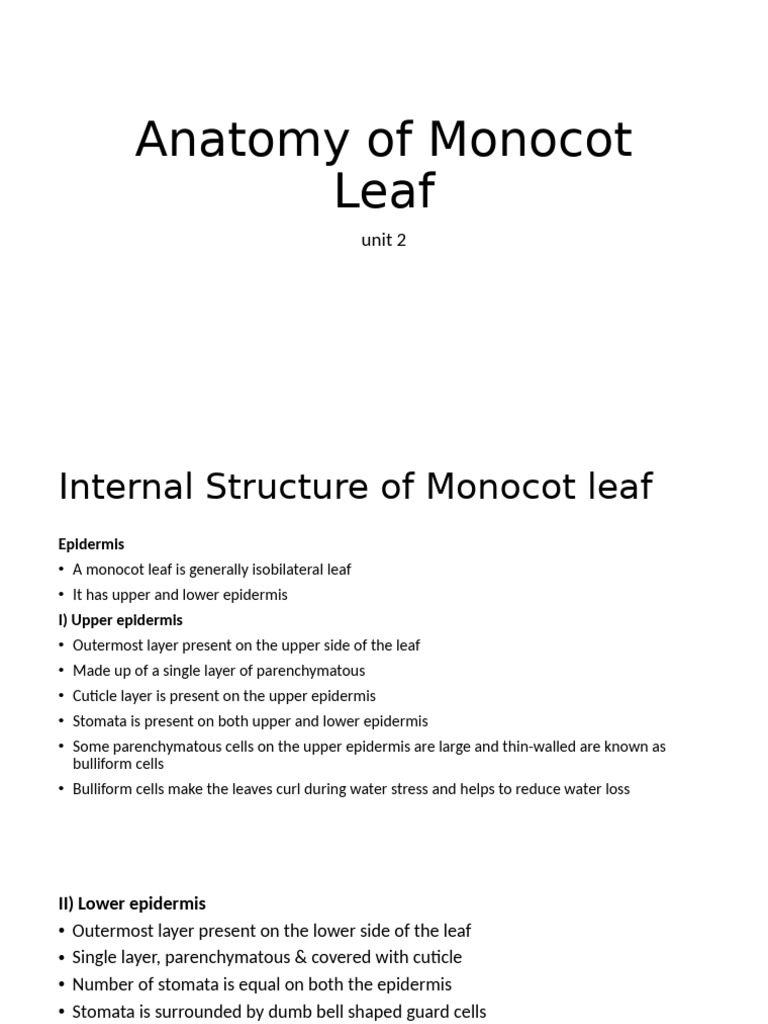 Anatomy of Monocot Leaf | PDF