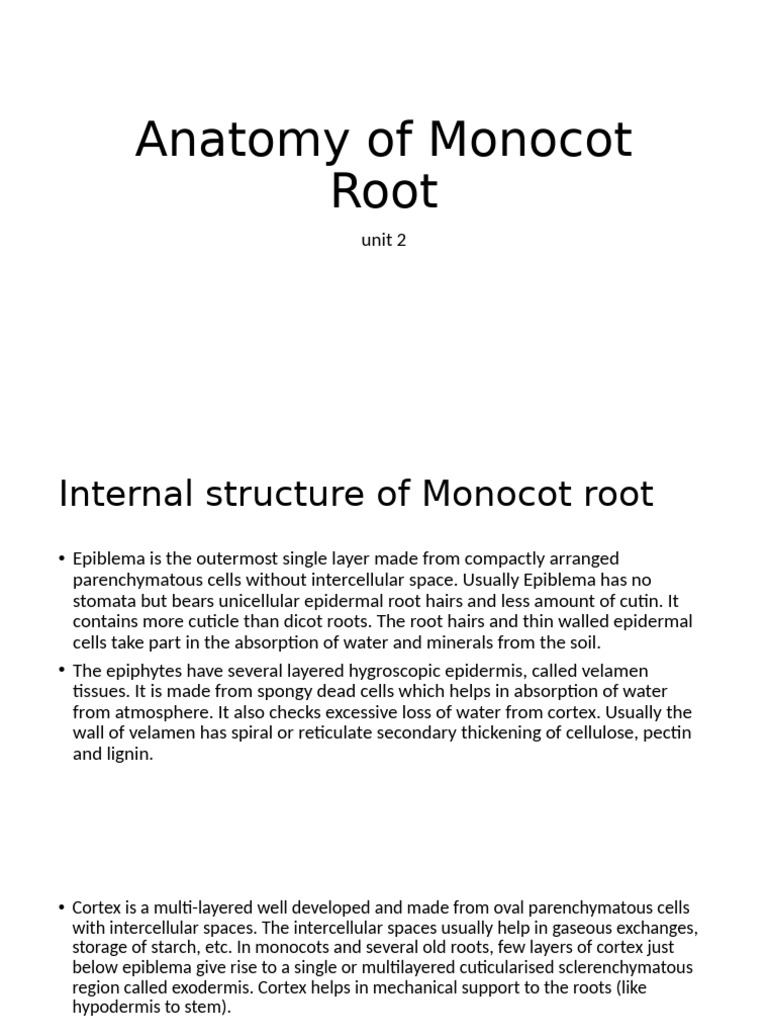 Anatomy of Monocot Root | PDF