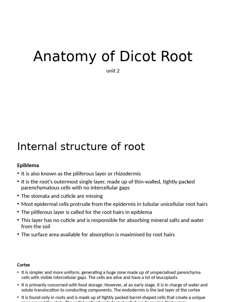 Anatomy of Dicot Root | PDF