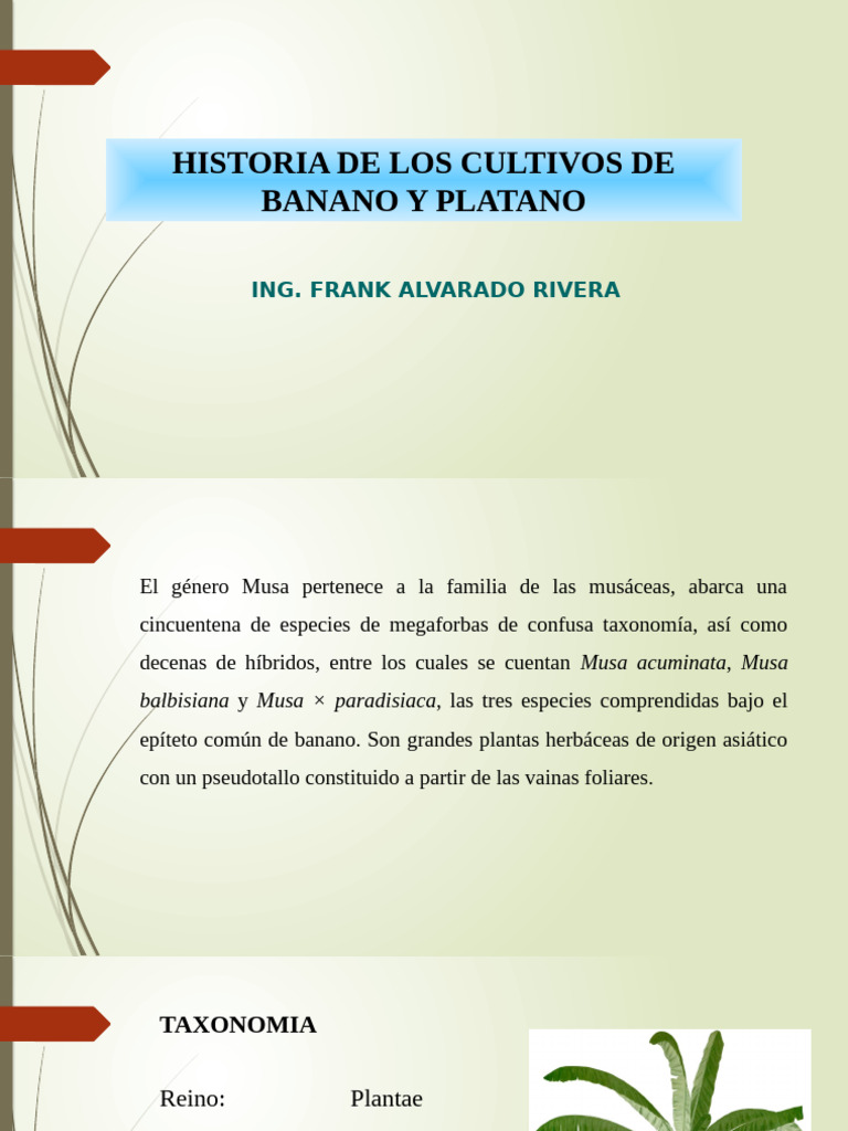 01 Historia de Los Cultivos de Banano y Platano | PDF | Plátano