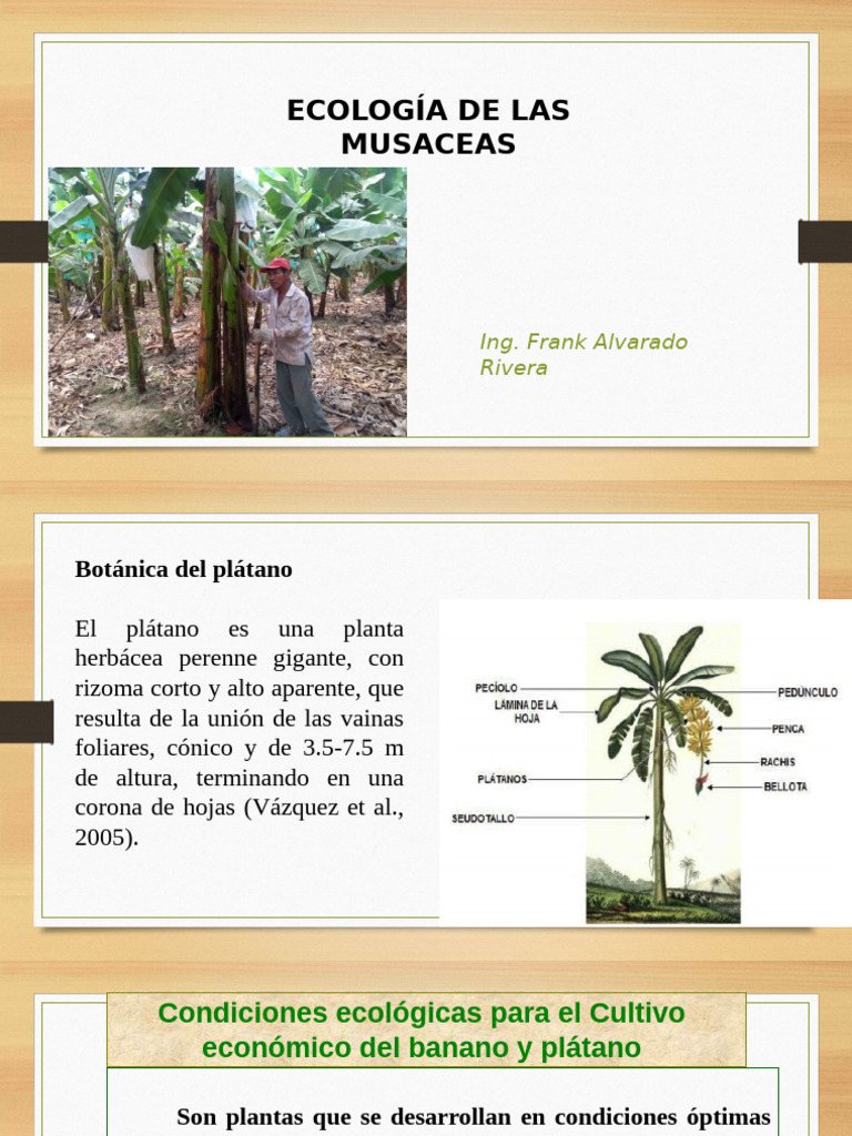 02 Ecología de Las Musaceas | PDF