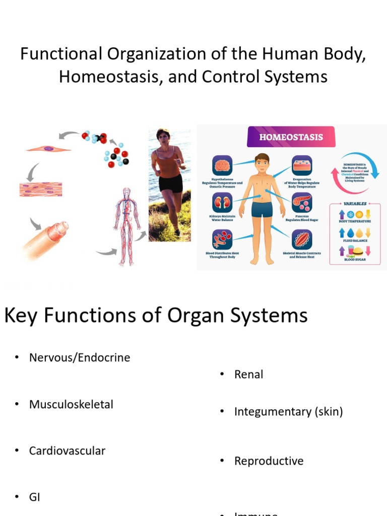 3-Homeostasis and Control Systems and Membrane Transport-Student | PDF