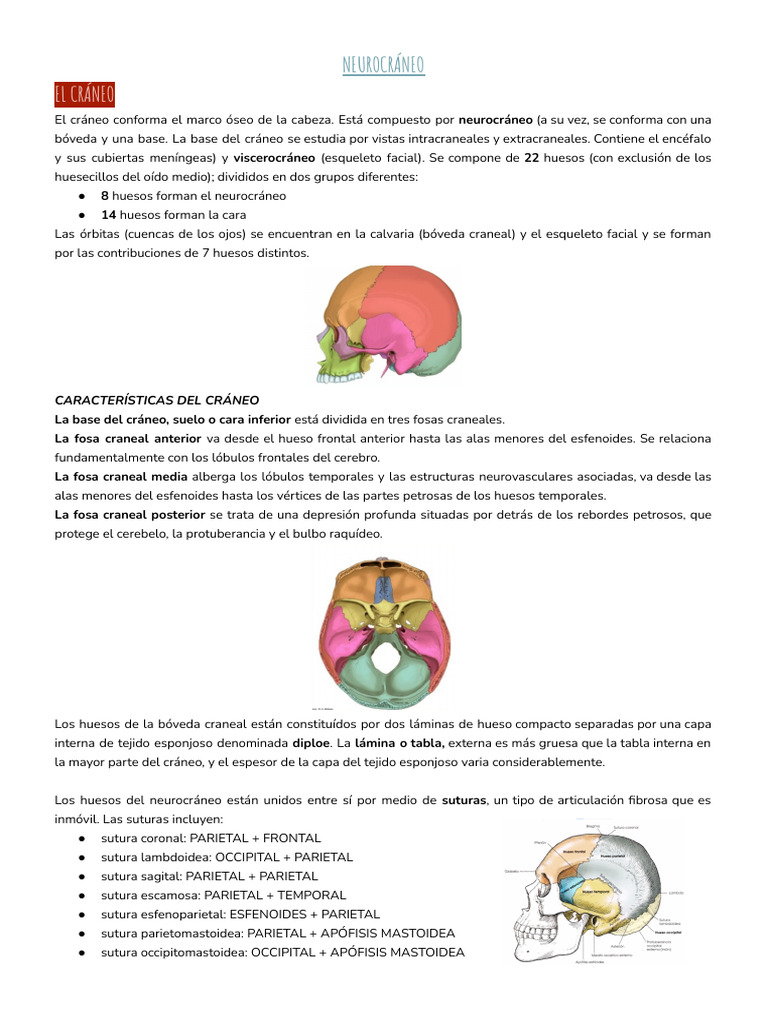 NEUROCRÁNEO | PDF