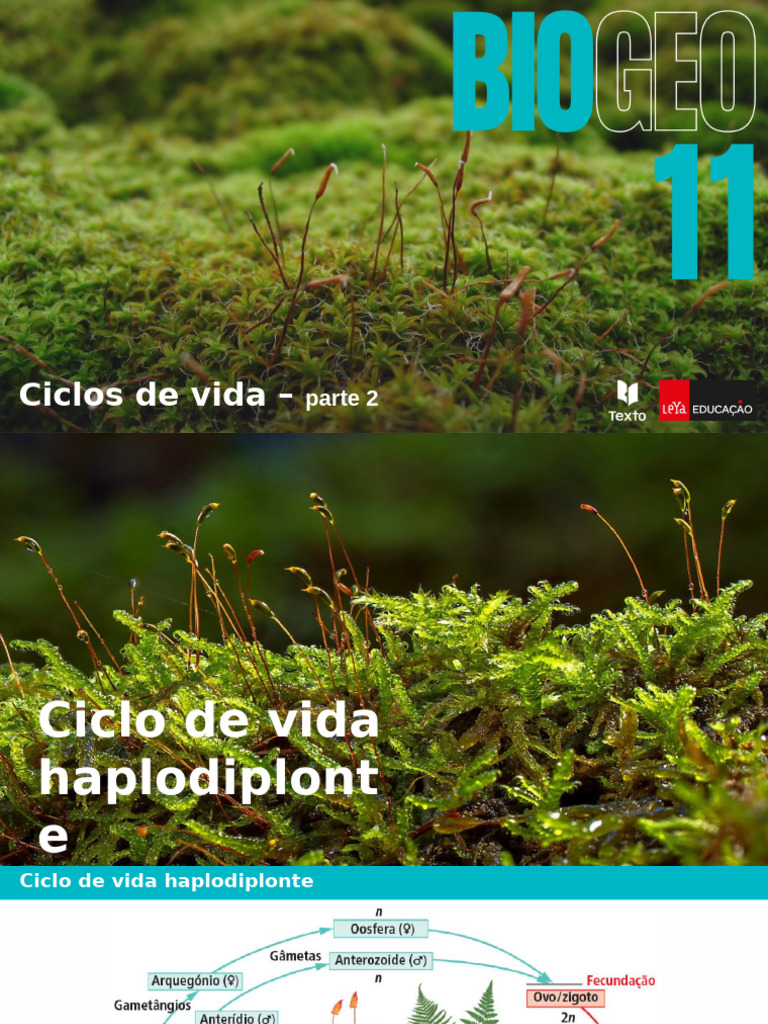 Ciclos de Vida II | PDF