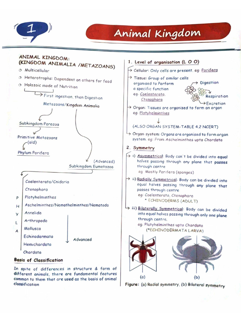 Animal Kingdom Zoology | PDF