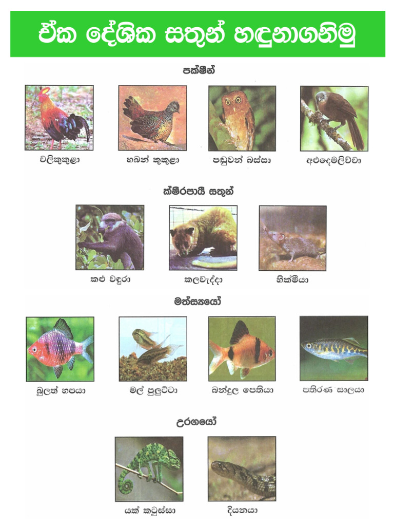 Local Animals | PDF