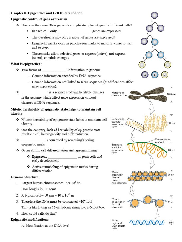 Epigenetics in Cell Differentiation | PDF | Epigenetics | Histone