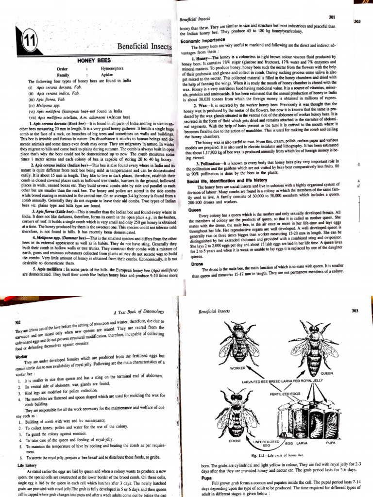 Mangement of Beneficial Insects by Department of Entomology. | PDF Mangement of Beneficial Insects by Department of Entomology. | PDF
