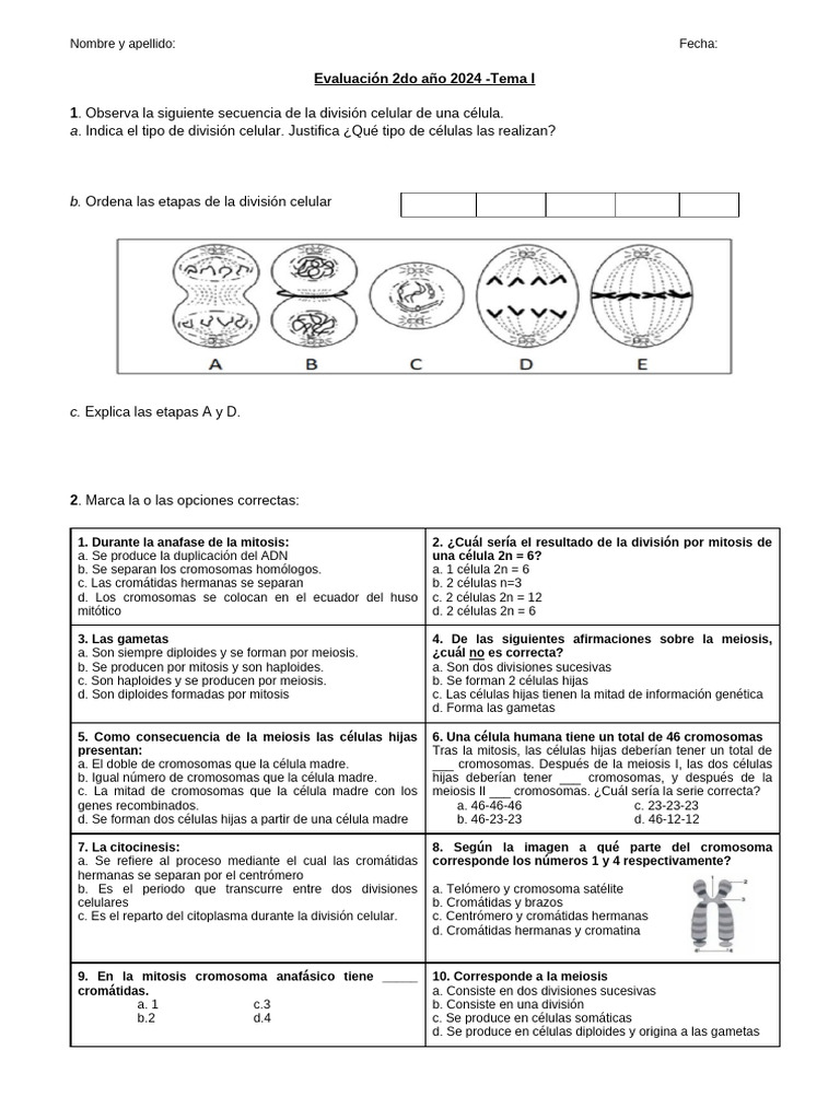 Prueba 2do División Celular VF | PDF