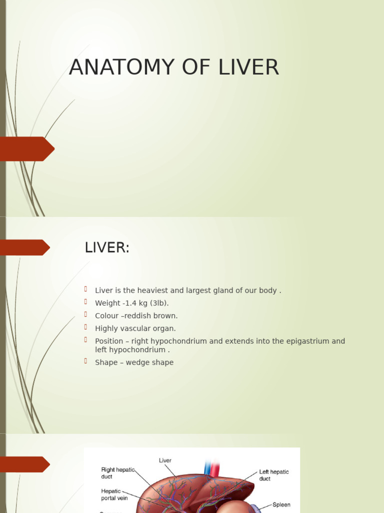 Liver | PDF