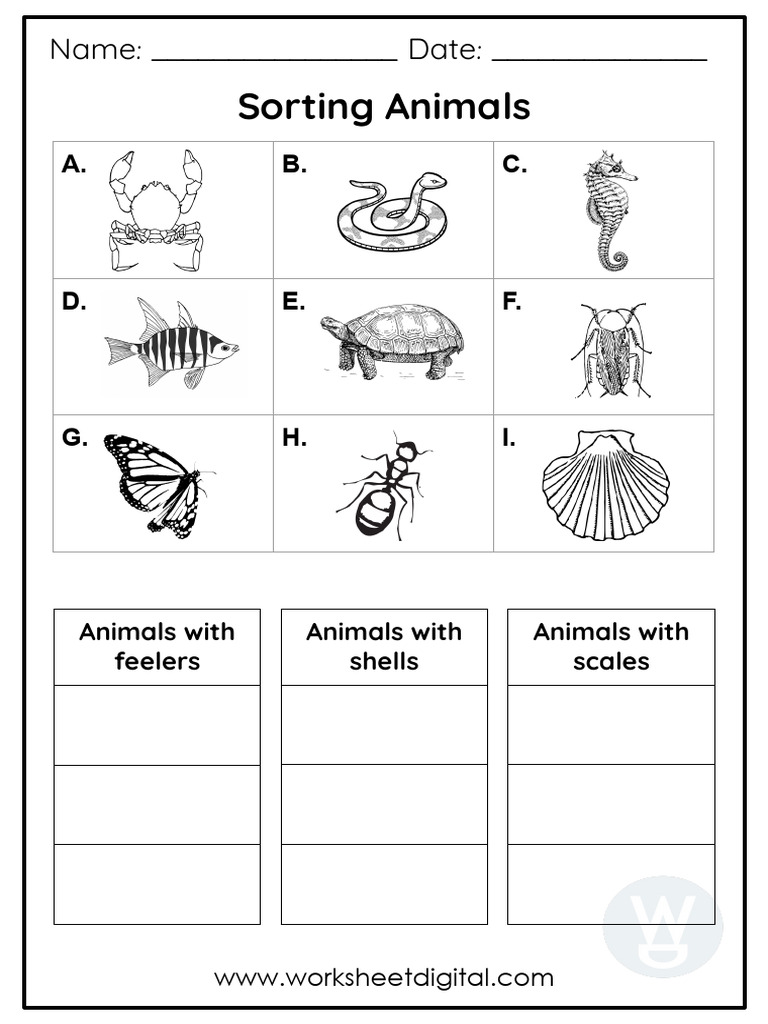 Sorting Animals Worksheet | PDF