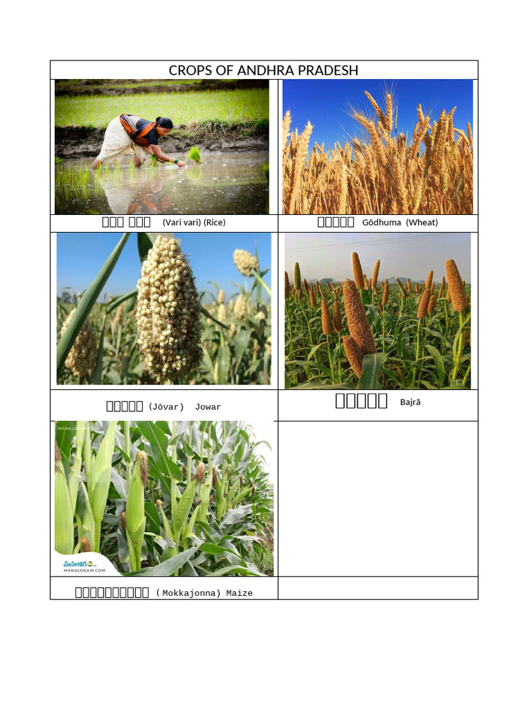 Andhra Pradesh | PDF